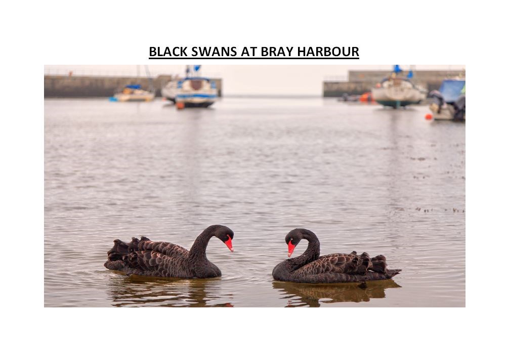 Bray Tourism | Wicklow.ie